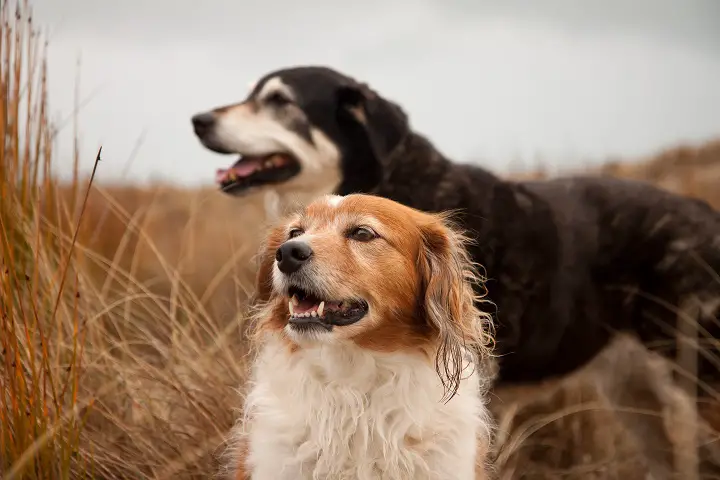 The Best Duo Dog Names For Complete Harmony At Home