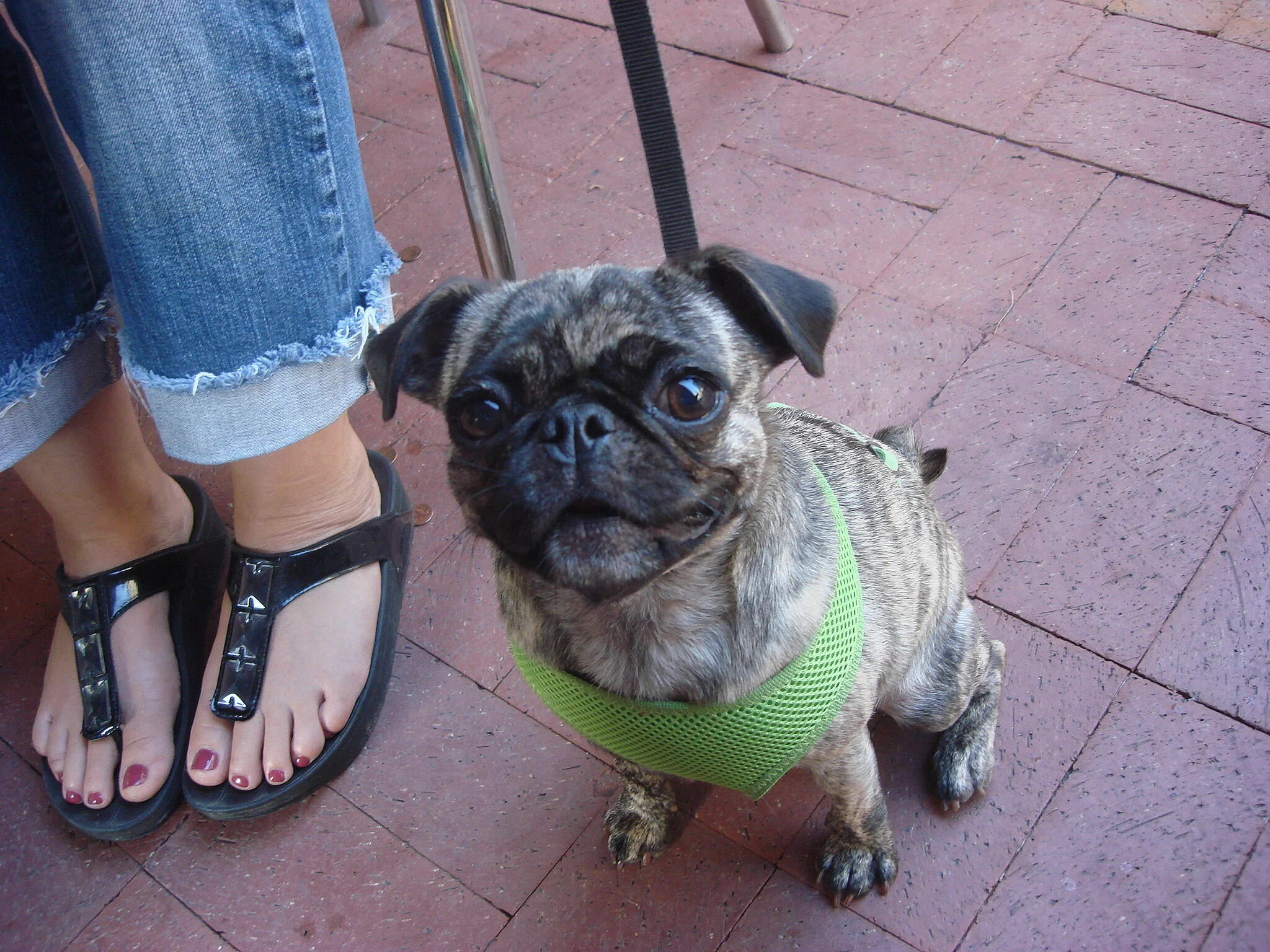 Do Brindle Pugs Shed