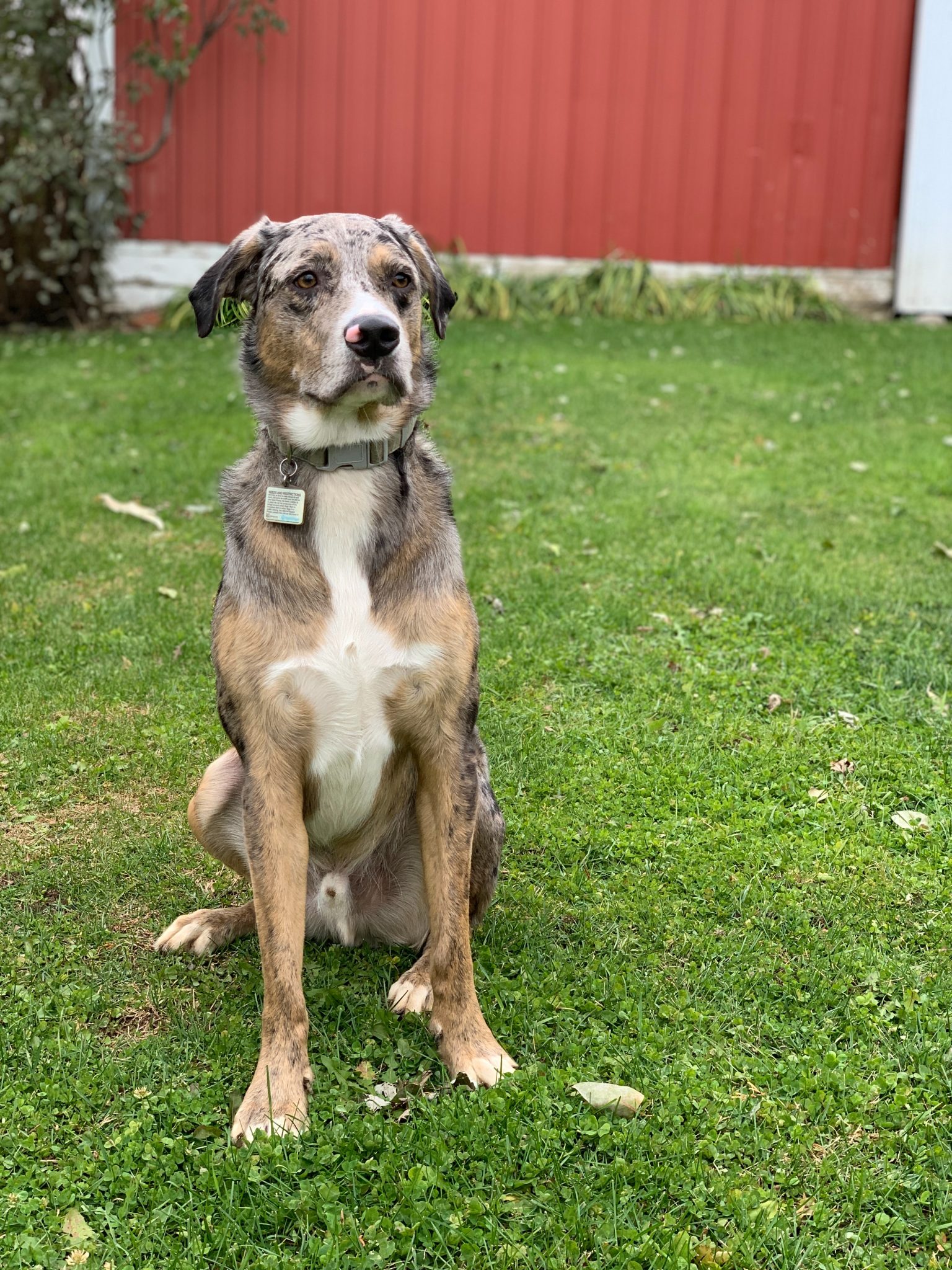 Brindle Catahoula: All The Things You Need To Know!