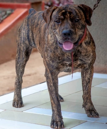 Brindle Rottweiler: Coat Characteristics And Breed Guide 2022