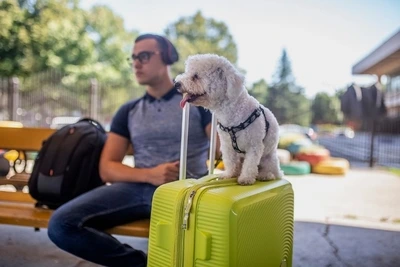 How To Travel With Your Dog Internationally: Must-See TIPS
