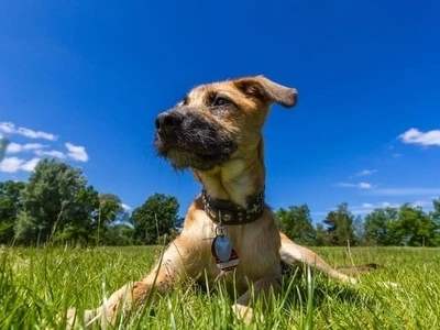 How Do I Reset My PetSafe Wireless Fence? INSTRUCTIONS