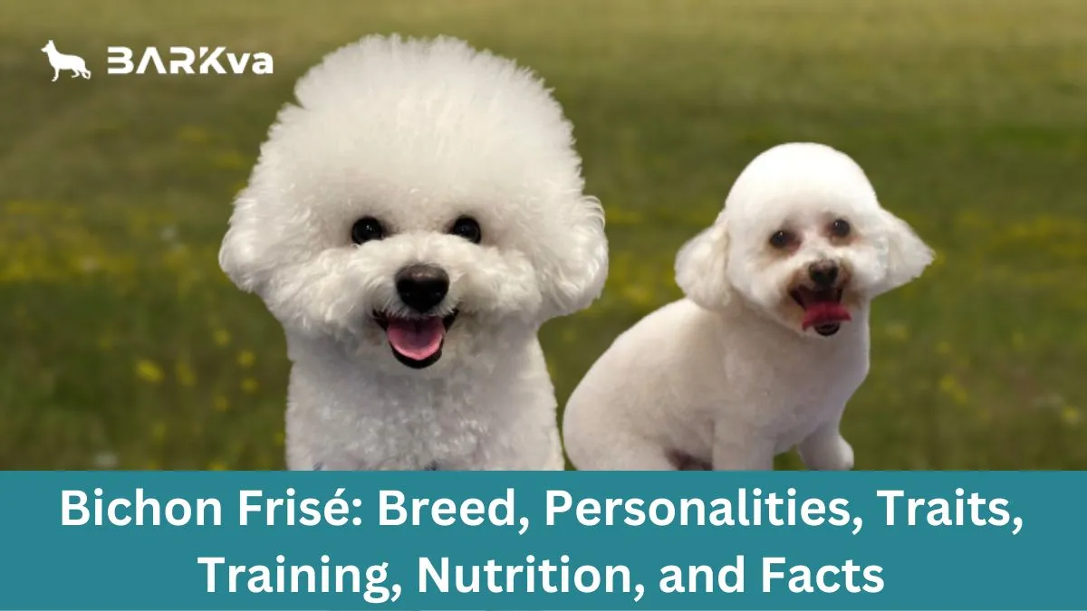 Bichon Frisé: Breed, Personalities, Traits, Training, Nutrition, And Facts
